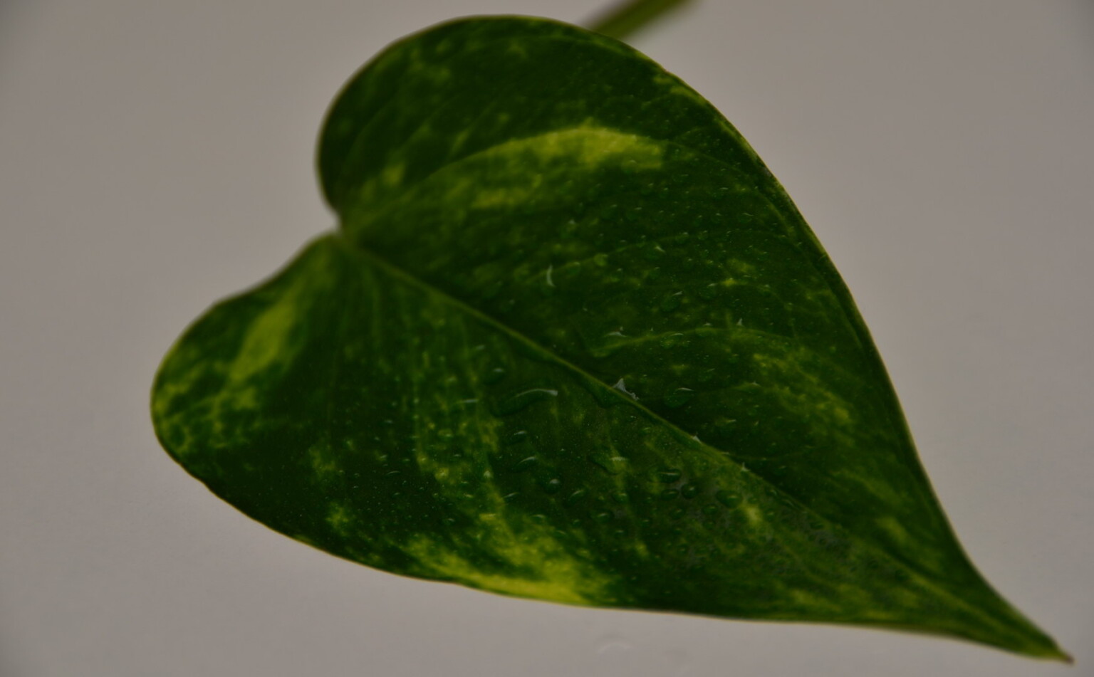 Efeutute Blatt Tau
